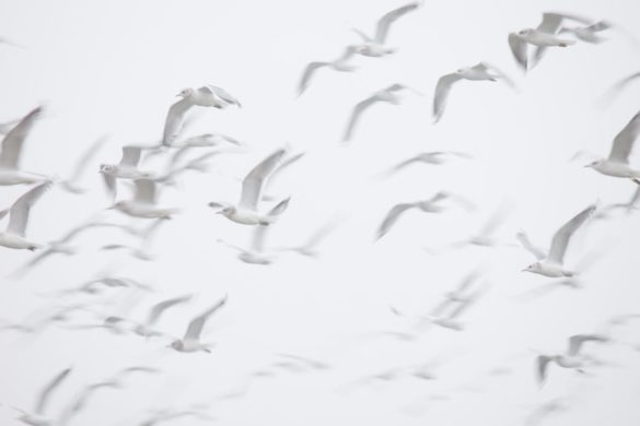 Spring · Ali Smith - la nuit je mens